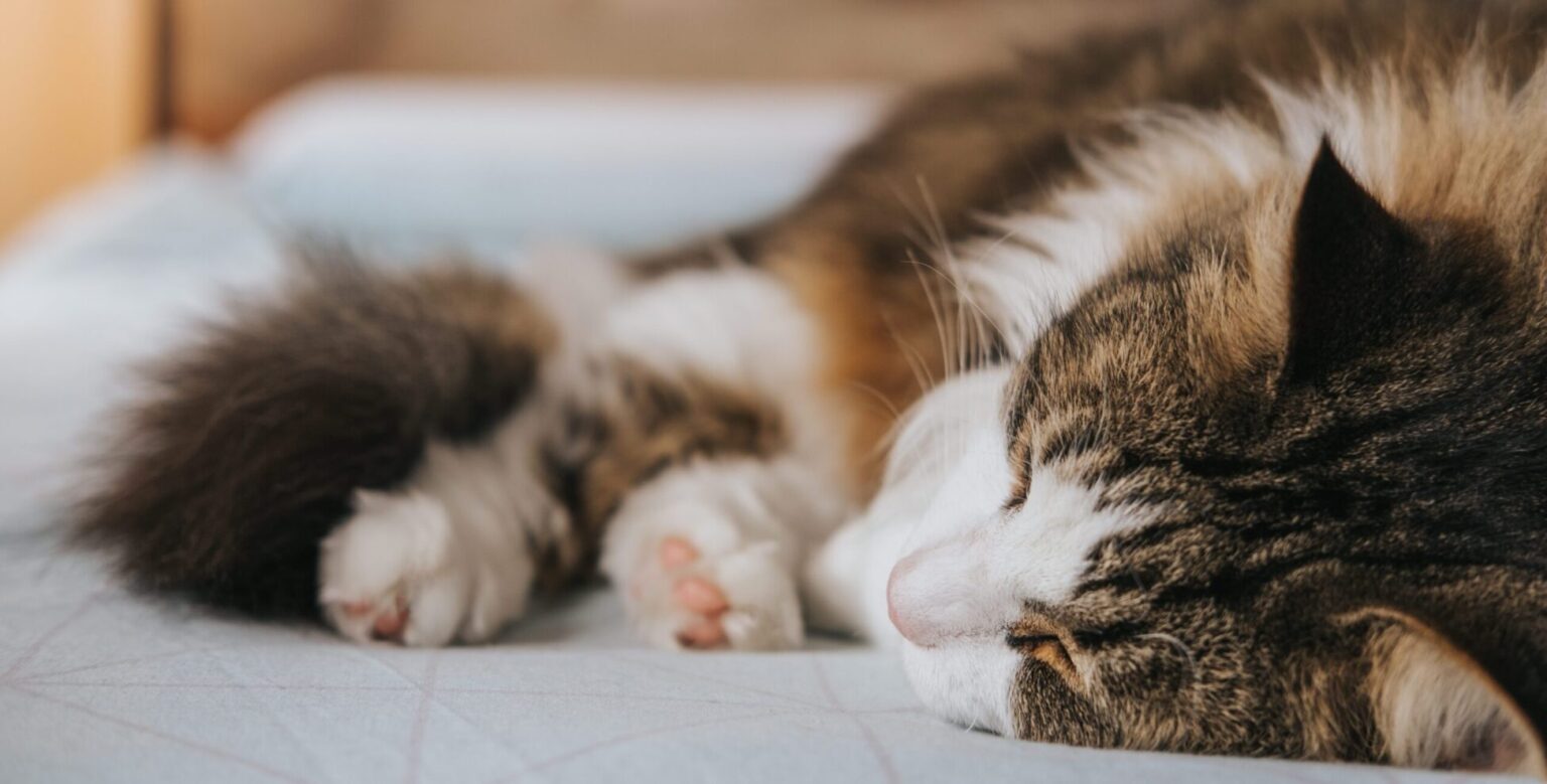Decoding Cat Sleeping Body Language: What Do Their Positions Reveal ...